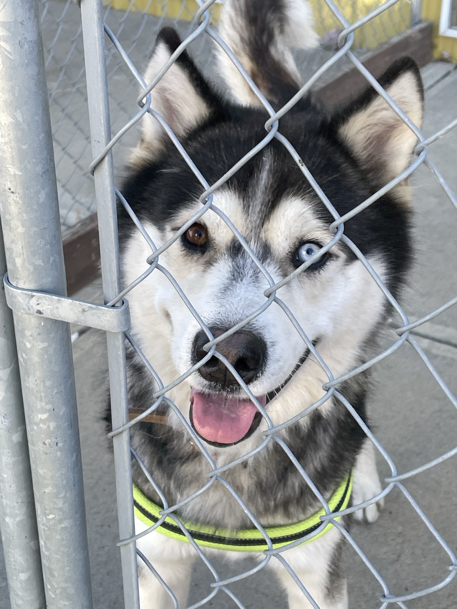 Animal Control – Vulcan County